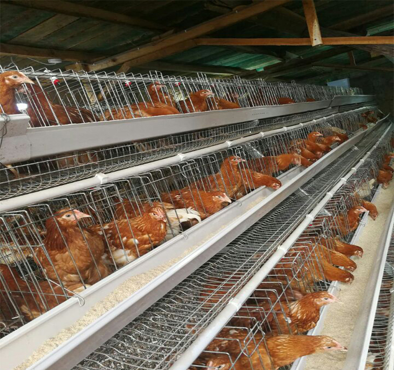 EASY ASSEMBLY AUTOMATIC LAYER CHICKEN CAGES Midlandskenyachicken EASY ASSEMBLY AUTOMATIC LAYER CHICKEN CAGES Midlandskenyachicken